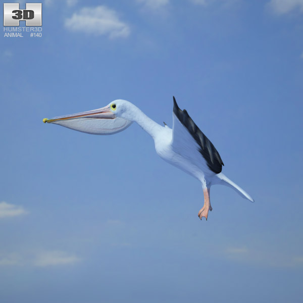 Pelican Low Poly 3D model - Download Birds on 3DModels.org