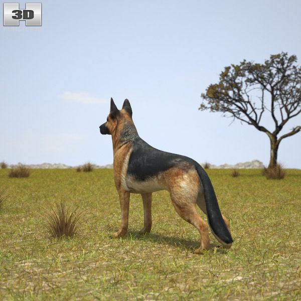German Shepherd Low Poly 3D model - Download Mammals on 3DModels.org