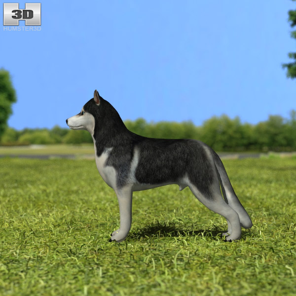 Siberian Husky Low Poly 3D model - Download Mammals on 3DModels.org
