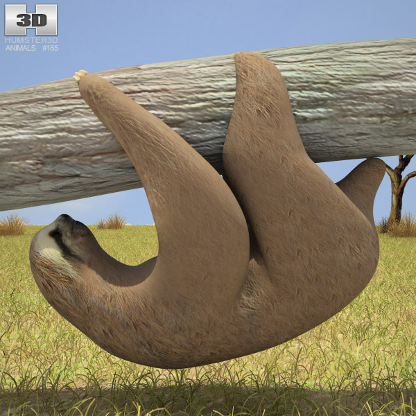Three-toed sloth Low Poly 3D model - Download Mammals on 3DModels.org