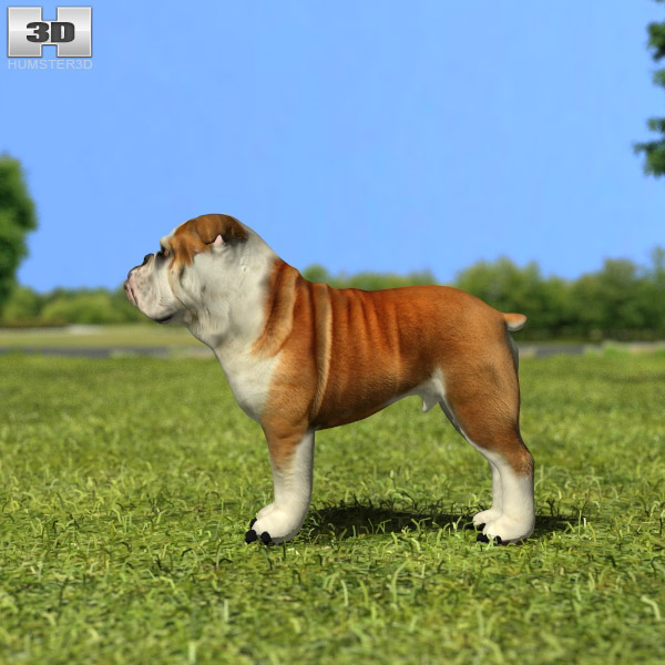 Bulldog Low Poly 3D model - Download Mammals on 3DModels.org