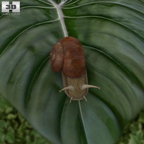 Snail Low Poly 3D model - Download Gastropoda on 3DModels.org