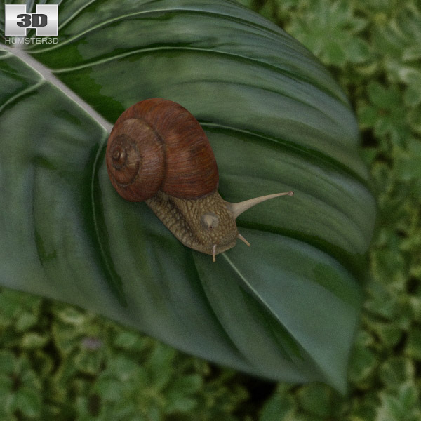 Snail Low Poly 3D model - Download Gastropoda on 3DModels.org
