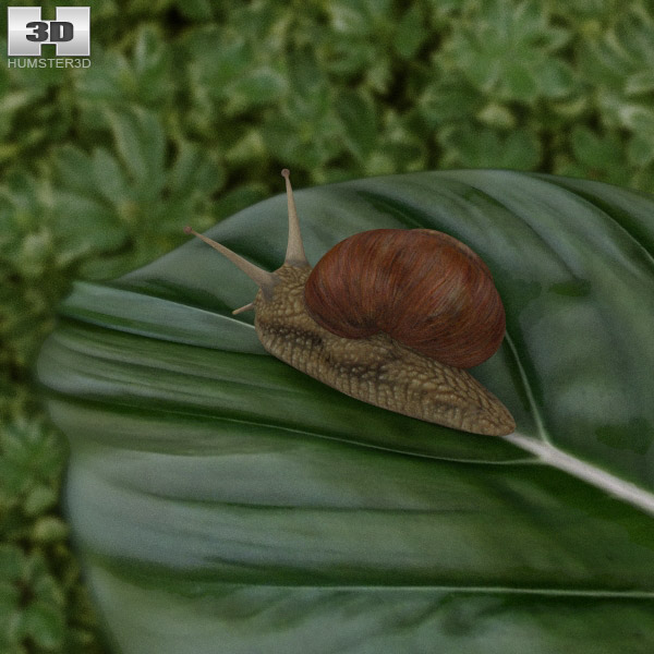 Snail Low Poly 3D model - Download Gastropoda on 3DModels.org
