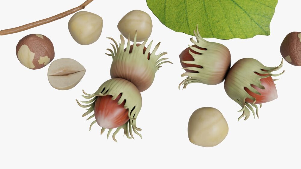 Hazelnut with Leaves 3D model - Download Nuts on 3DModels.org