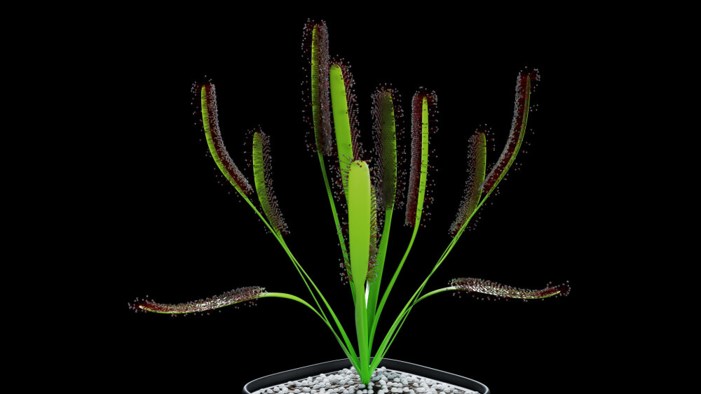 Drosera 3D model - Download Houseplants on 3DModels.org