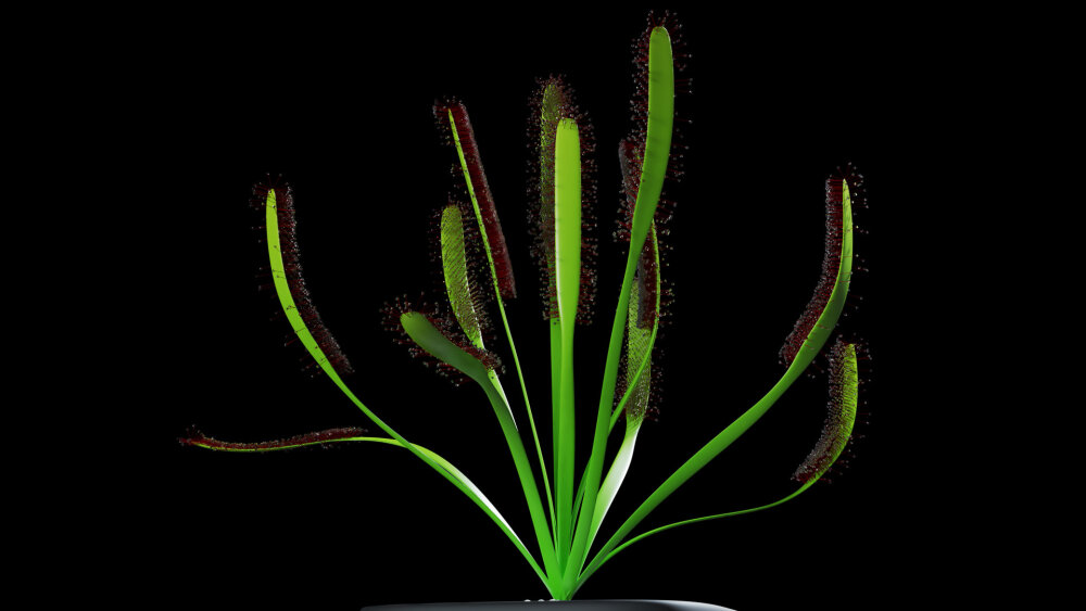 Drosera 3D model - Download Houseplants on 3DModels.org