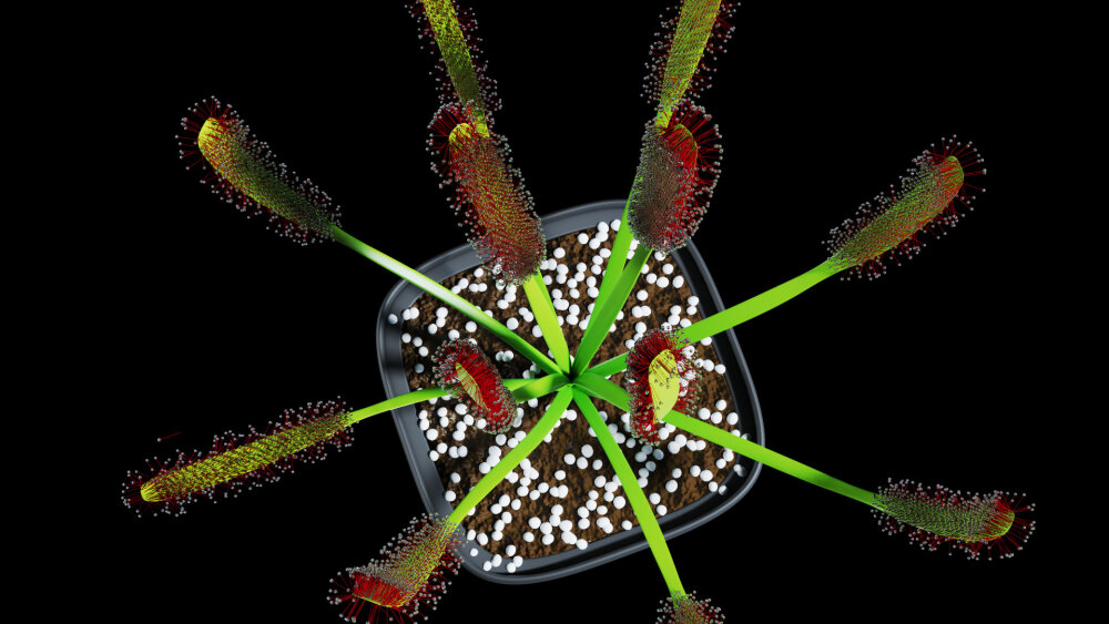 Drosera 3D model - Download Houseplants on 3DModels.org