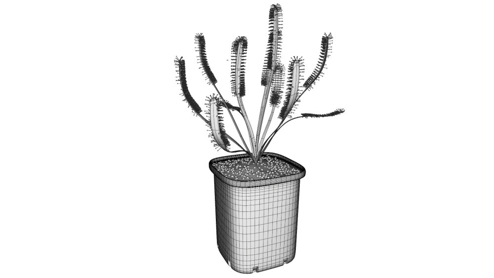 Drosera 3D model - Download Houseplants on 3DModels.org