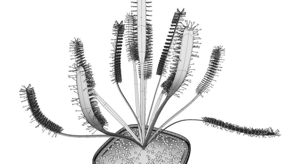 Drosera 3D model - Download Houseplants on 3DModels.org