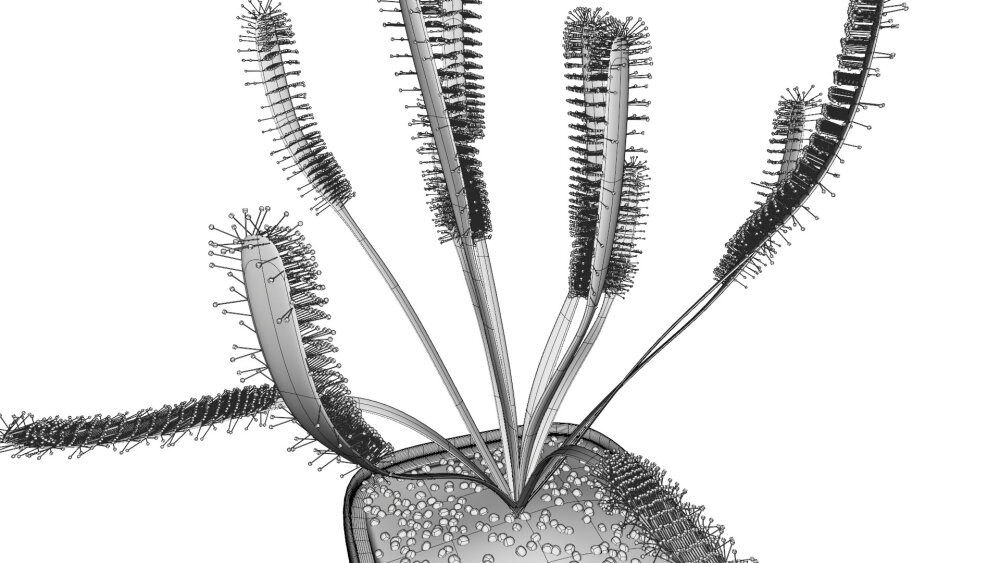 Drosera 3D model - Download Houseplants on 3DModels.org