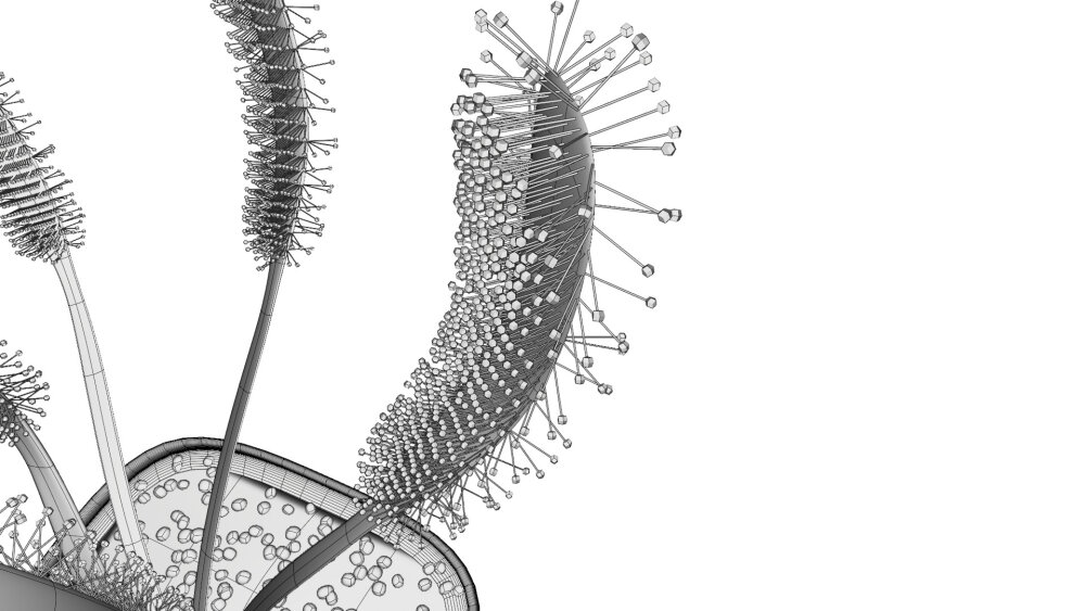 Drosera 3D model - Download Houseplants on 3DModels.org