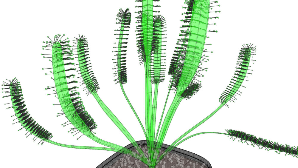 Drosera 3D model - Download Houseplants on 3DModels.org