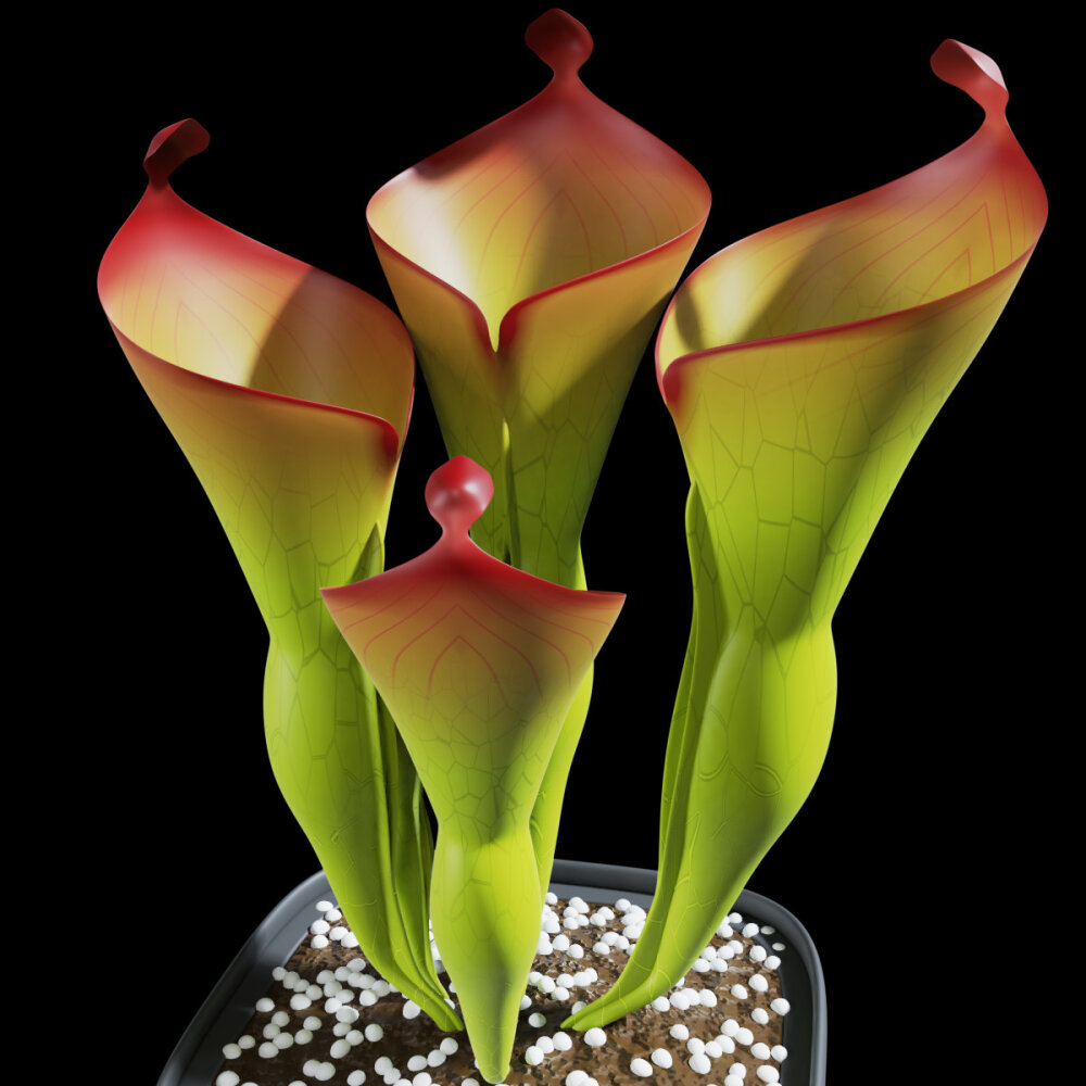 Heliamphora 3D model - Download Houseplants on 3DModels.org