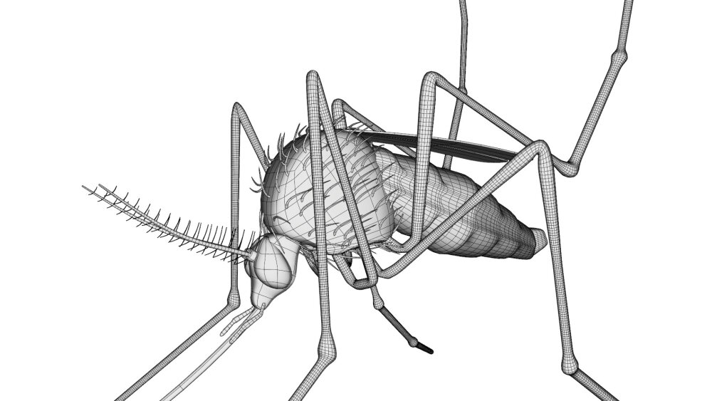 Mosquito 3D model - Download Insects on 3DModels.org