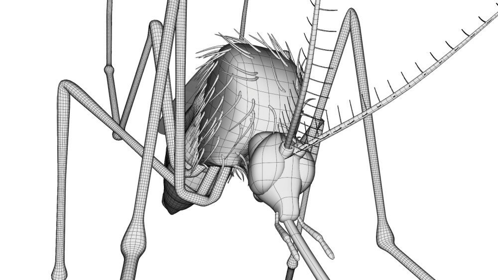 Mosquito 3D model - Download Insects on 3DModels.org
