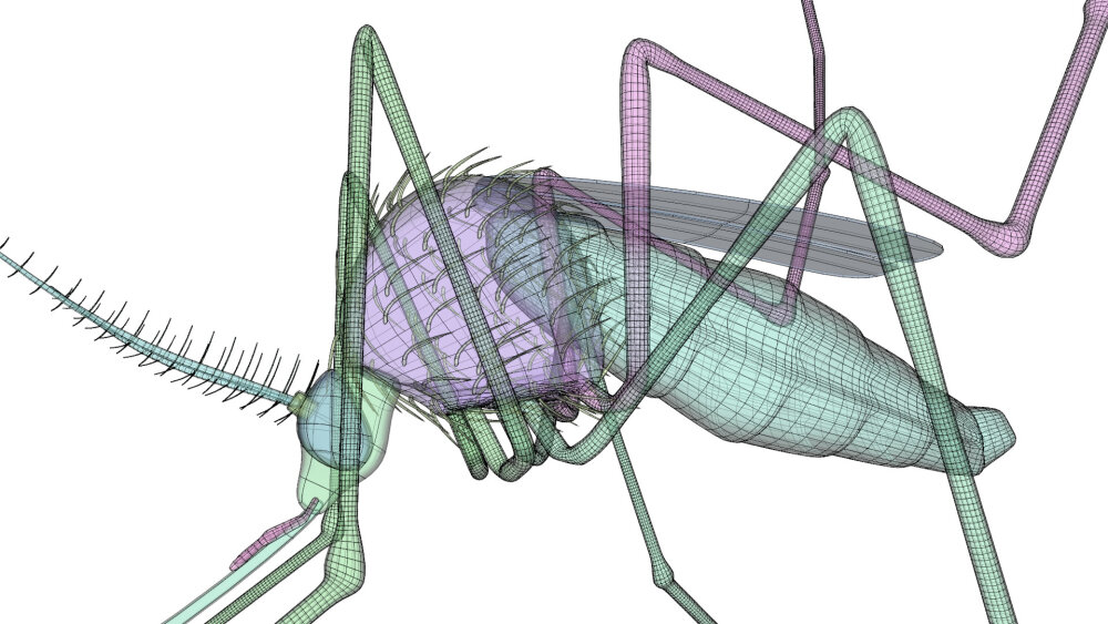 Mosquito Modelo 3D - Descargar Insectos on 3DModels.org
