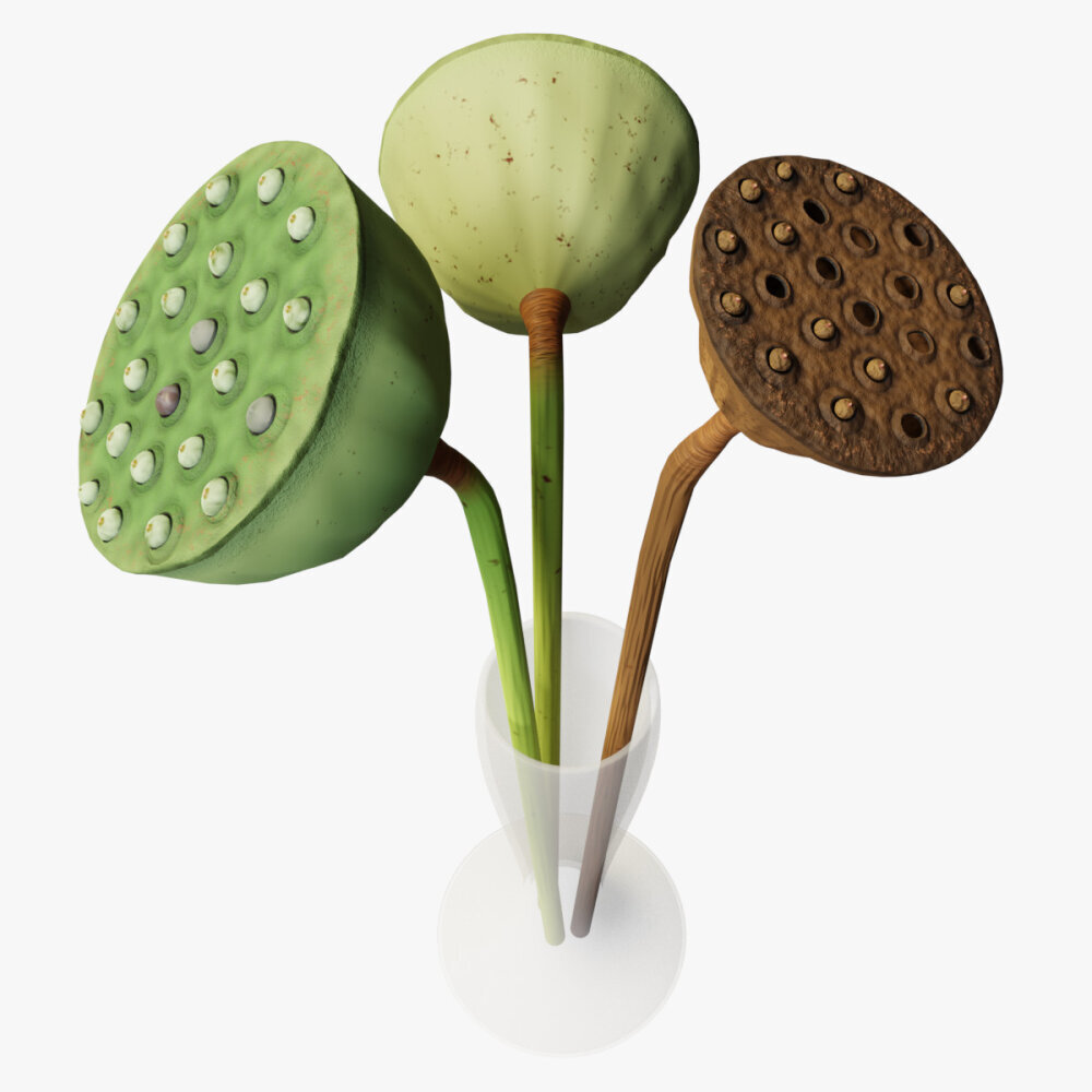 Lotus Seed Pods 3D model - Download Flowers on 3DModels.org