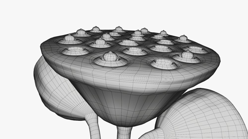 Lotus Seed Pods 3D model - Download Flowers on 3DModels.org