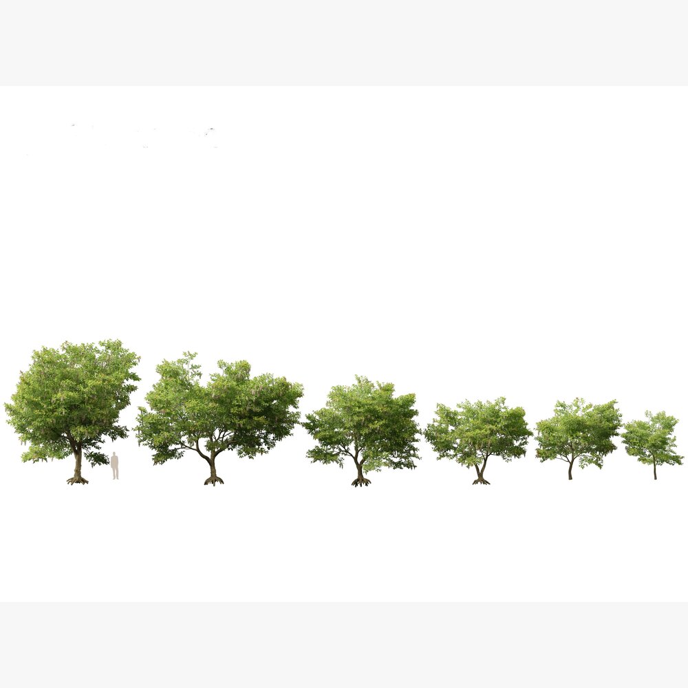 Millettia Pinnata – Indian Beech (Highpoly & LowPoly) 3D model ...
