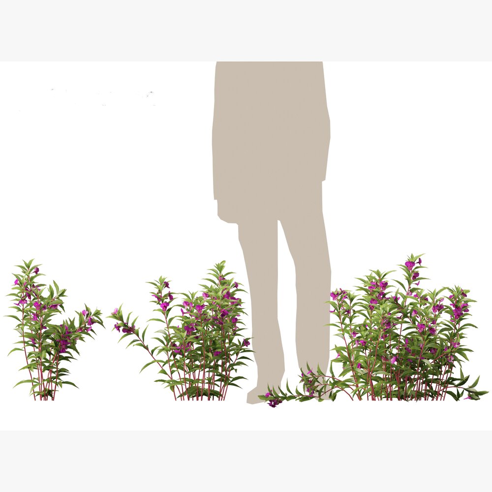 Impatiens Balsamina – Garden Balsam (Highpoly & LowPoly) 3D model ...
