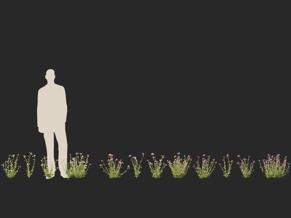 Mimulus Gracilis – Slender Monkey Flower (highpoly and low Poly) 3D模型 ...