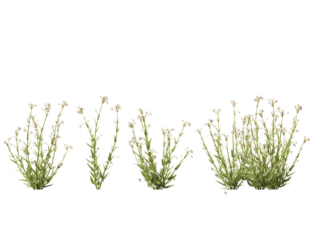 Mimulus Gracilis – Slender Monkey Flower (highpoly and low Poly) 3D模型 ...