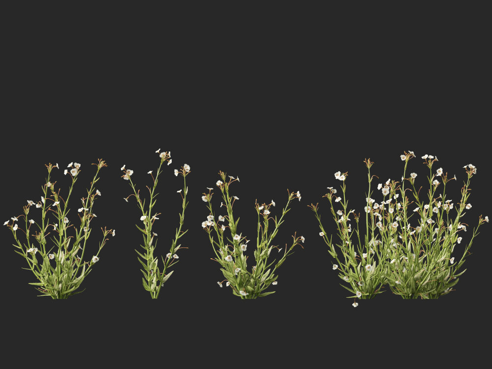 Mimulus Gracilis – Slender Monkey Flower (highpoly and low Poly) 3D模型 ...