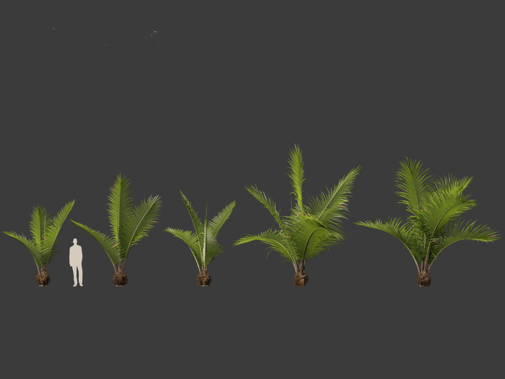 Beccariophoenix Alfredii – High Plateau Coconut Palm 01 3D model ...