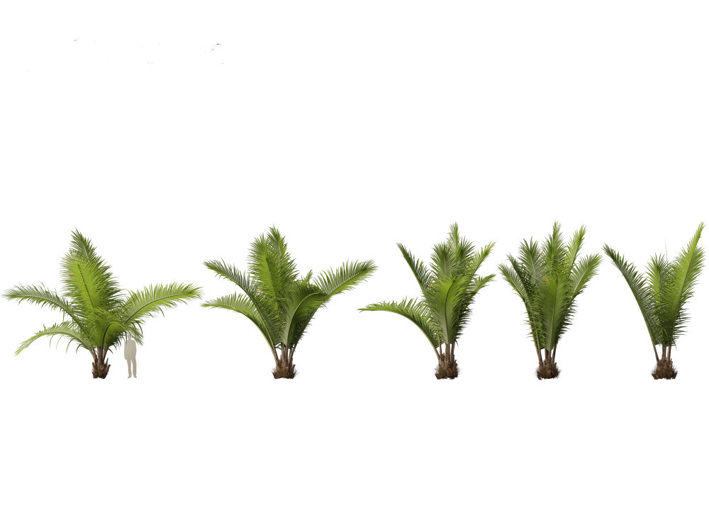 Beccariophoenix Alfredii – High Plateau Coconut Palm 01 3D model ...