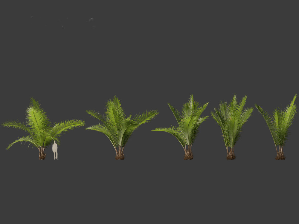 Beccariophoenix Alfredii – High Plateau Coconut Palm 01 3D model ...
