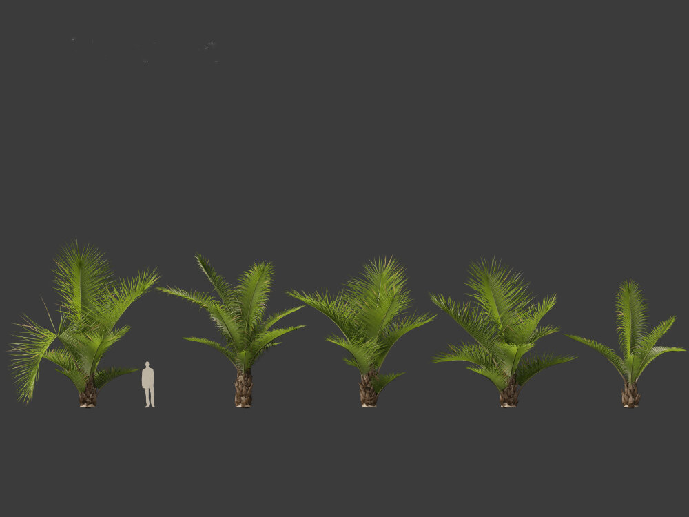 Beccariophoenix Alfredii – High Plateau Coconut Palm 01 3D model ...