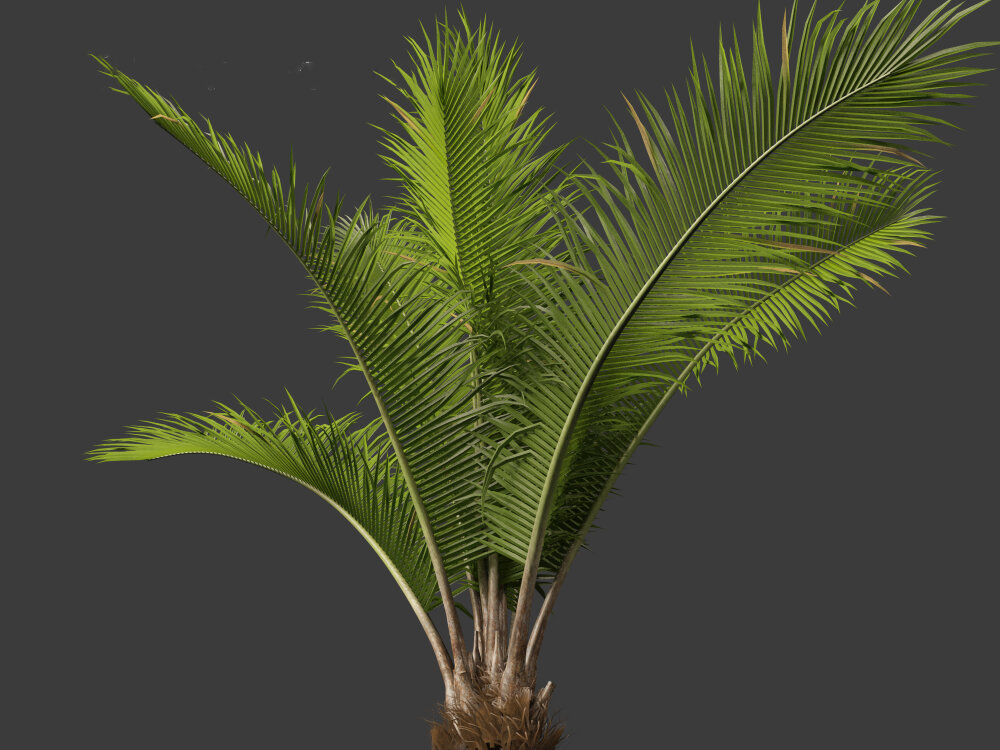 Beccariophoenix Alfredii – High Plateau Coconut Palm 01 3D model ...