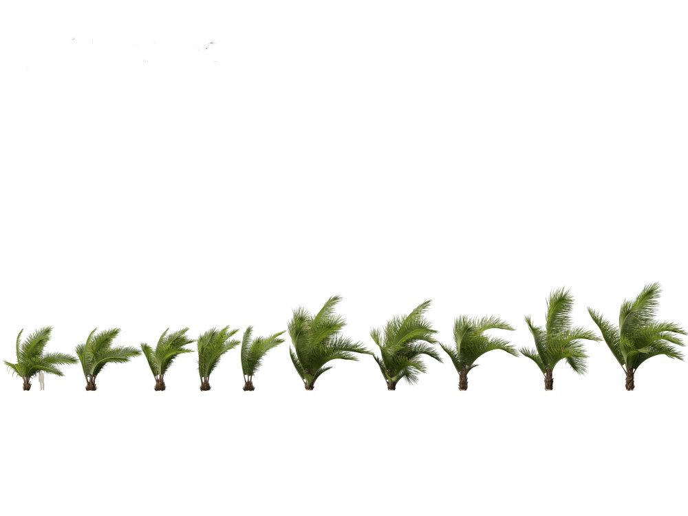 Beccariophoenix Alfredii – High Plateau Coconut Palm 02 3D model ...