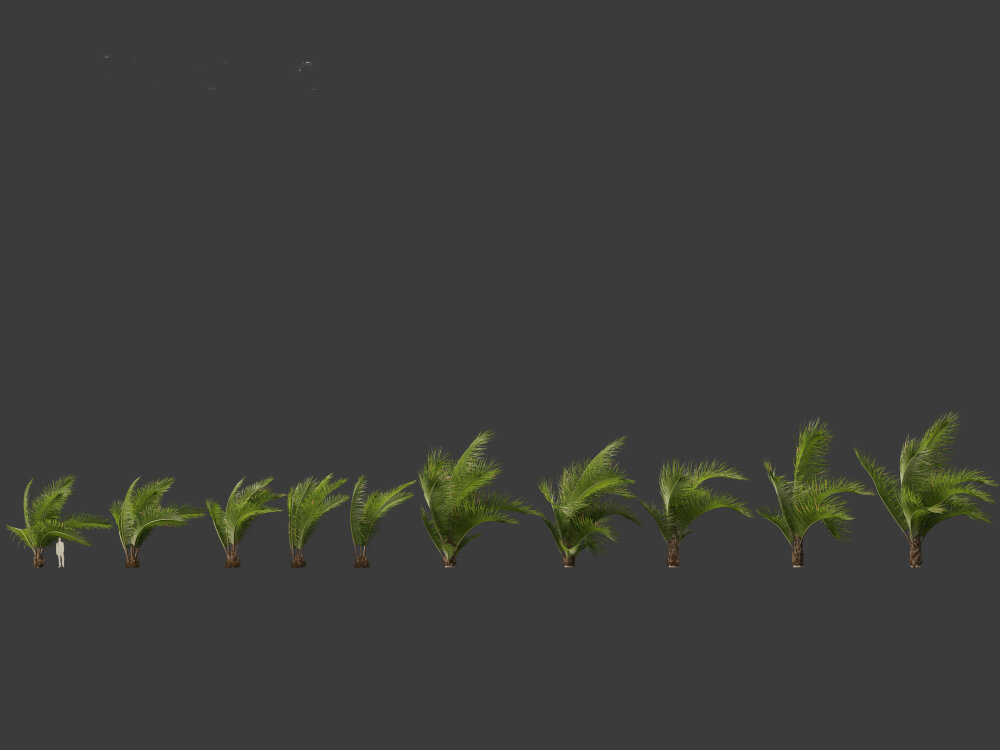 베카리오피닉스 알프레디 – 고원 코코넛 야자수 02 3D 모델 - 다운로드 덤불 on 3DModels.org