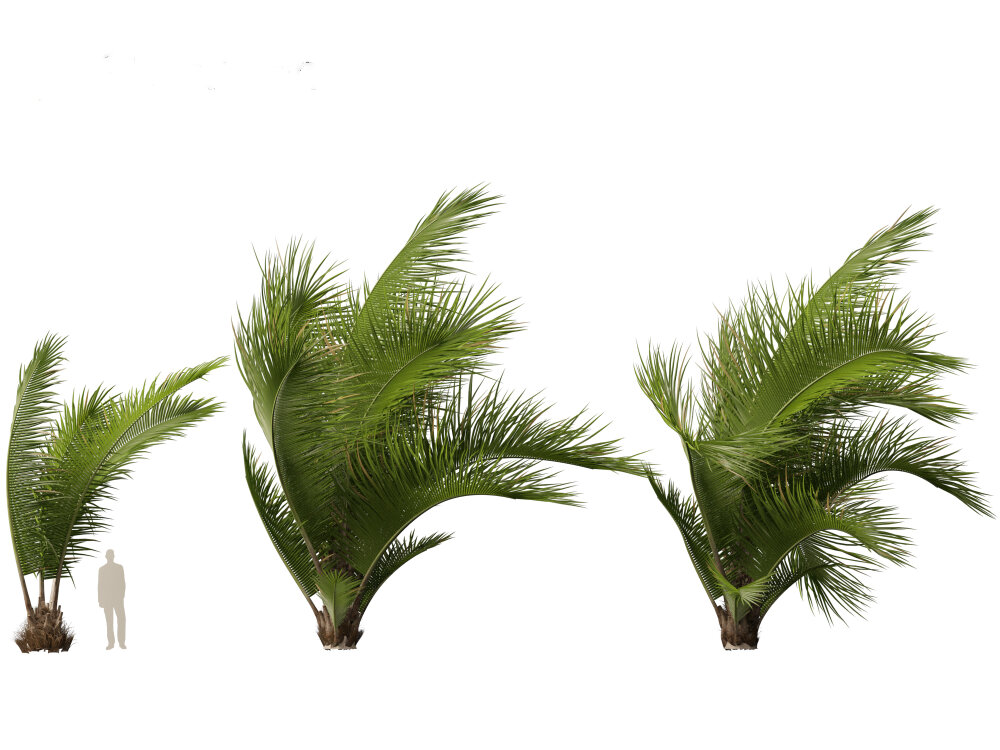 Beccariophoenix Alfredii – High Plateau Coconut Palm 02 3D model ...