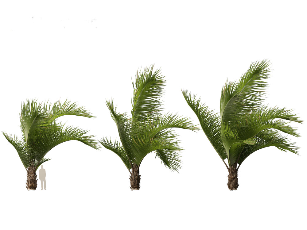 Beccariophoenix Alfredii – High Plateau Coconut Palm 02 3D model ...