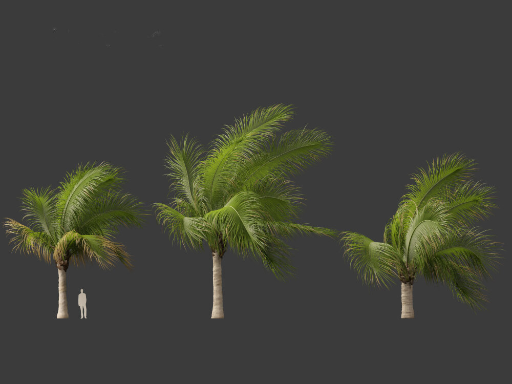 Beccariophoenix Alfredii – High Plateau Coconut Palm 04 3D model ...