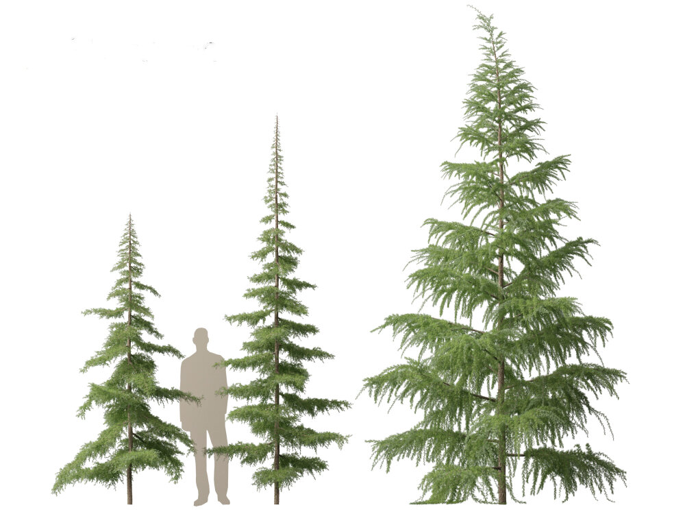 Cedrus Deodara – Deodar Cedar 01 3D model - Download Trees on 3DModels.org