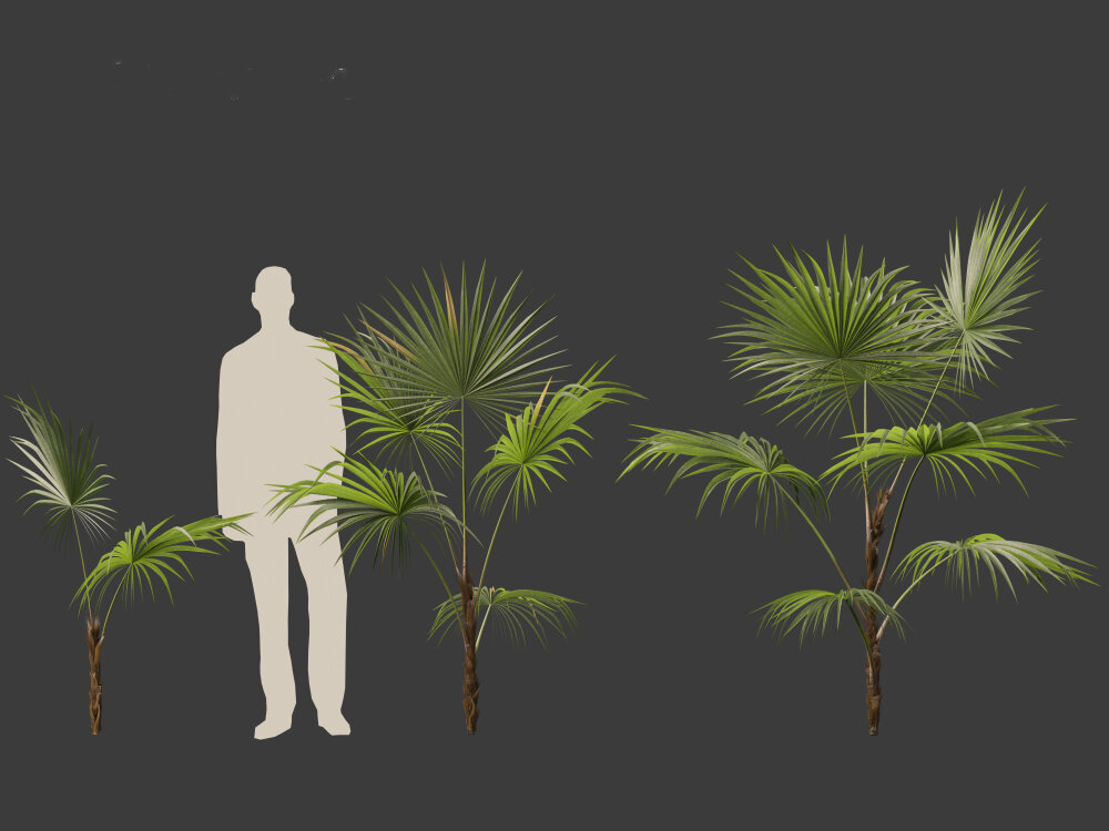 Chuniophoenix Hainanensis – Hainan Fan Palm 02 3D model - Download ...