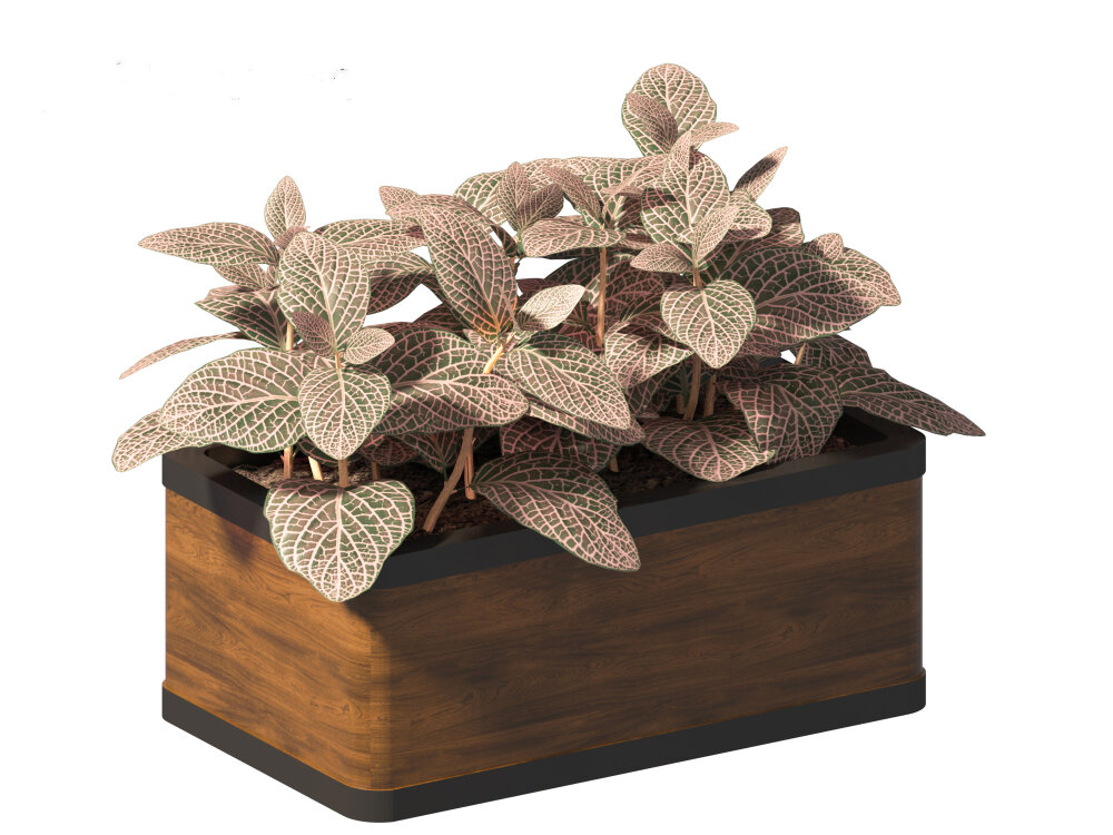 Fittonia Verschaffeltii – Red Mosaic Plant 3D model - Download ...
