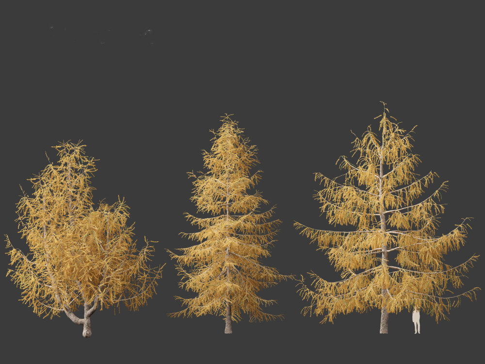 Larix Kaempferi – Japanese Larch 3D model - Download Trees on 3DModels.org