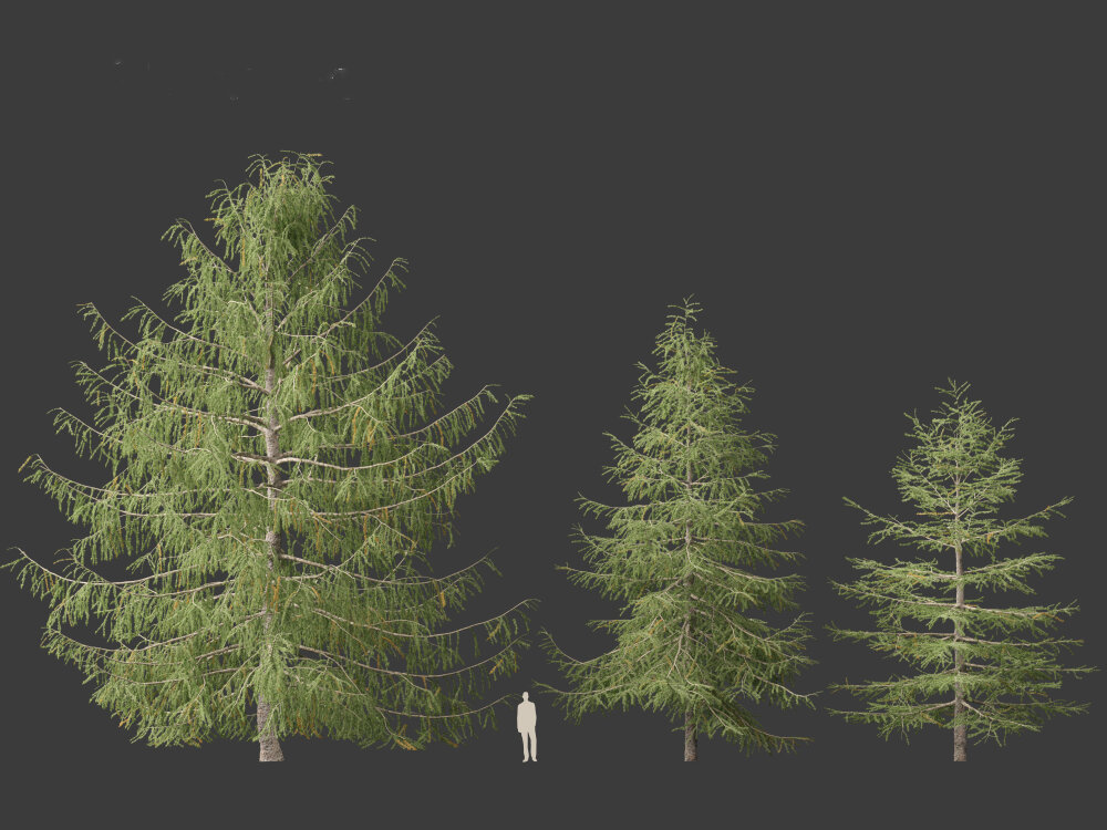 Larix Kaempferi – Japanese Larch 3D model - Download Trees on 3DModels.org
