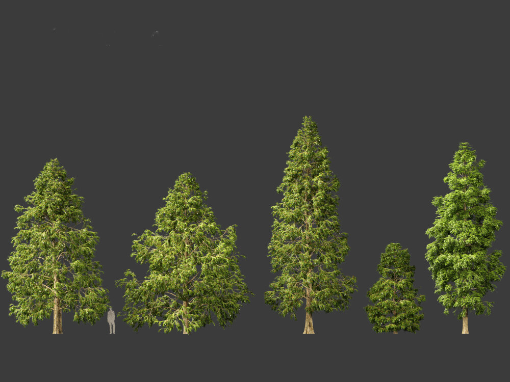 Metasequoia Glyptostroboides – Dawn Redwood 03 3D model - Download ...