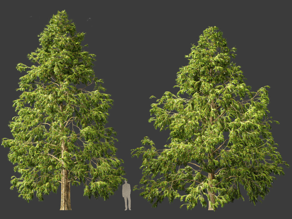 Metasequoia Glyptostroboides – Dawn Redwood 03 3D model - Download ...