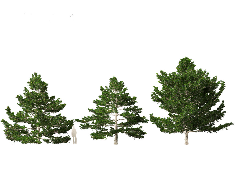 Pinus Strobus – Eastern White Pine 3D model - Download Trees on ...