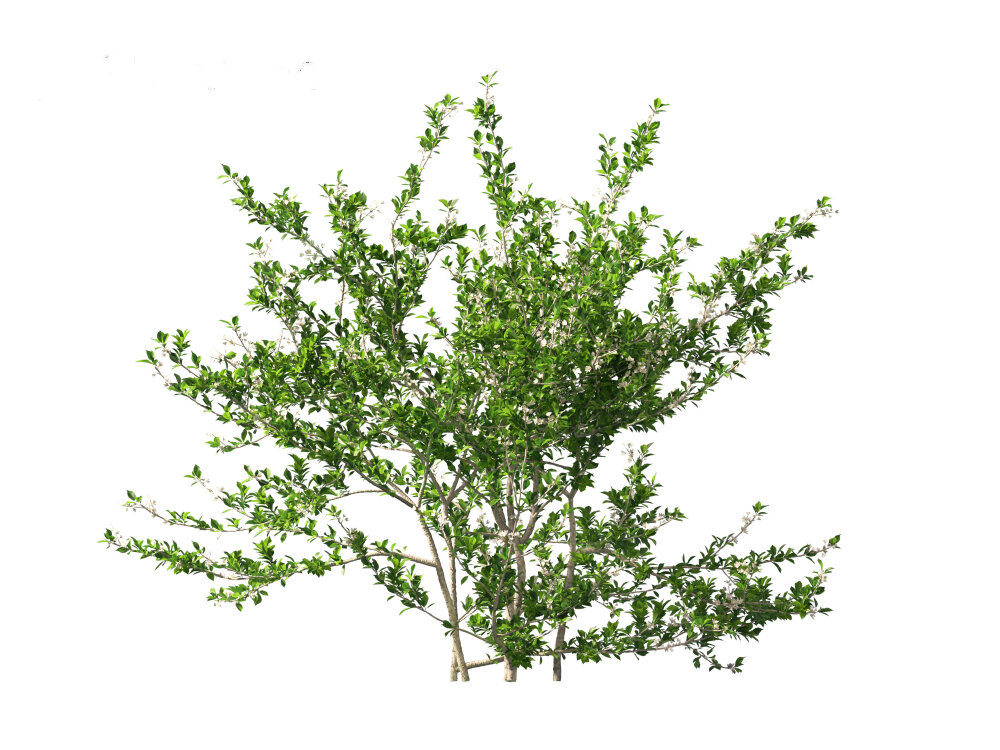 Prunus Spinosa Endrino Modelo 3D - Descargar Arbustos on 3DModels.org