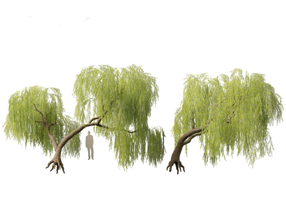 Salix Babylonica – Weeping Willow 06 3D model - Download Trees on ...