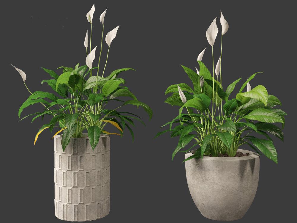 Spathiphyllum Kochii – Peace Lilies 3D model - Download Flowers on ...