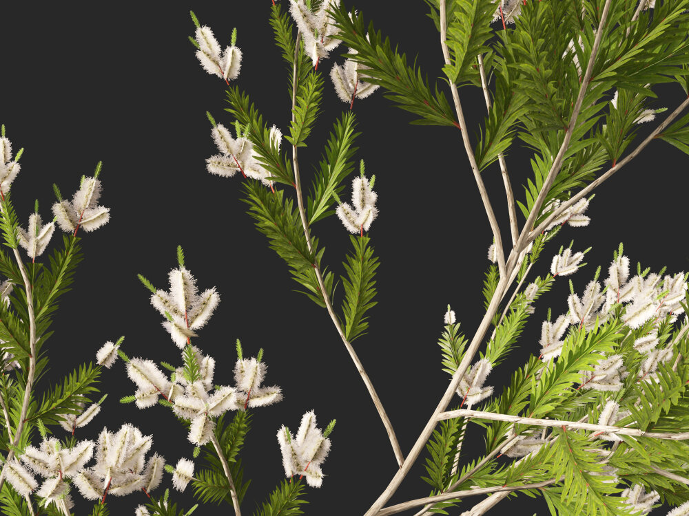 Melaleuca Ericifolia – Swamp Paperbark (Highpoly and low Poly) 3D model ...